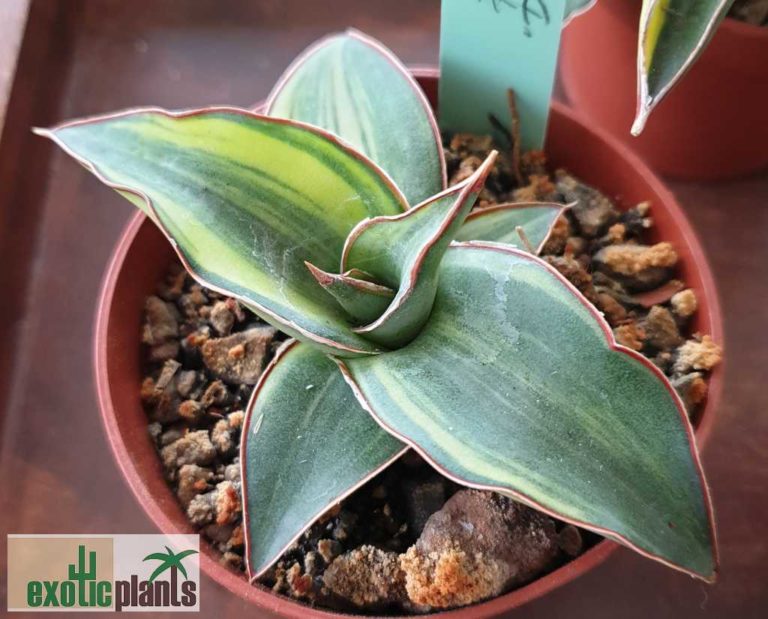Sansevieria ehrenbergii (robusta 'Dwarf') variegata - ExoticPlants ...