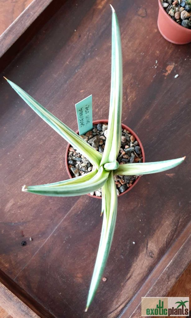Sansevieria ballyi 'STAR' variegata - ExoticPlants - Spezialist für ...