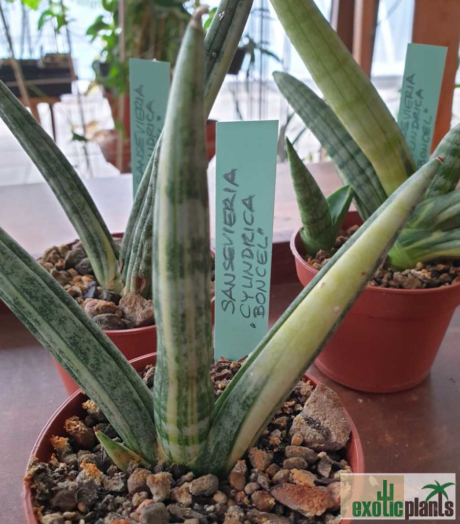 Sansevieria cylindrica 'Boncel' variegata - ExoticPlants - Spezialist ...