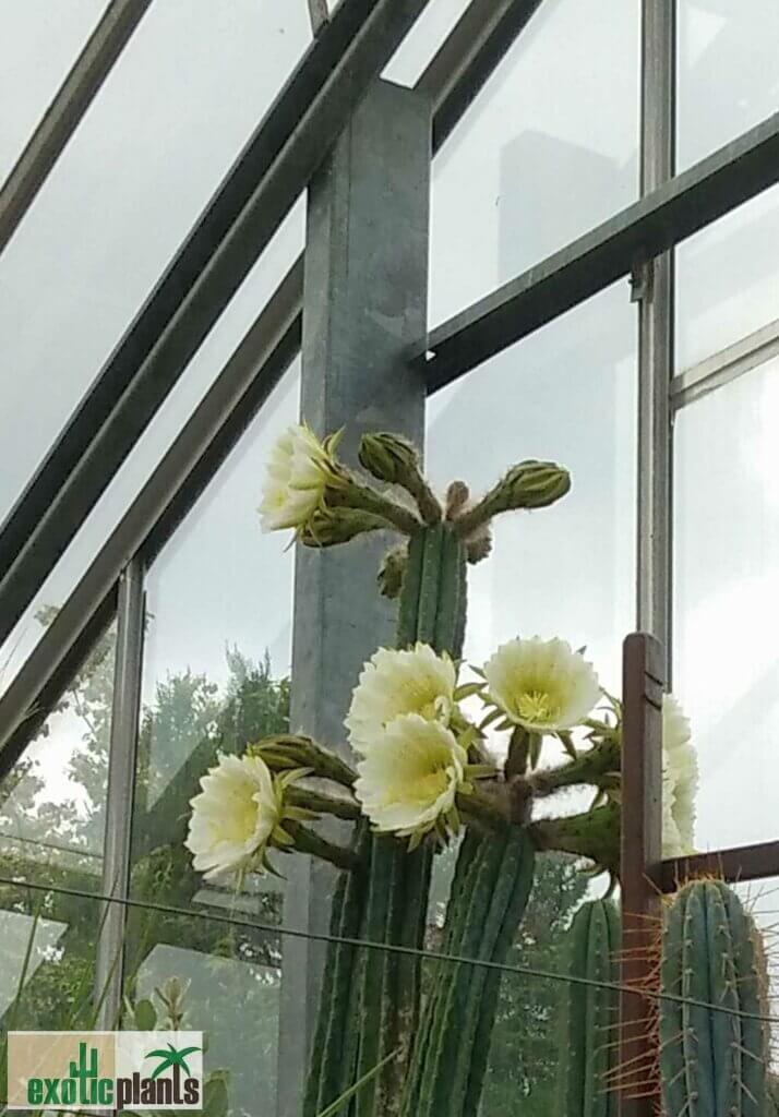 Echinopsis pachanoi - ExoticPlants - Spezialist für exotische Pflanzen ...